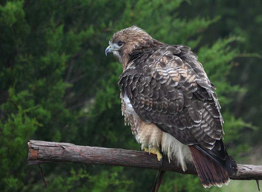 Ruffled Feathers Photograph by Sheri Bartay - Fine Art America