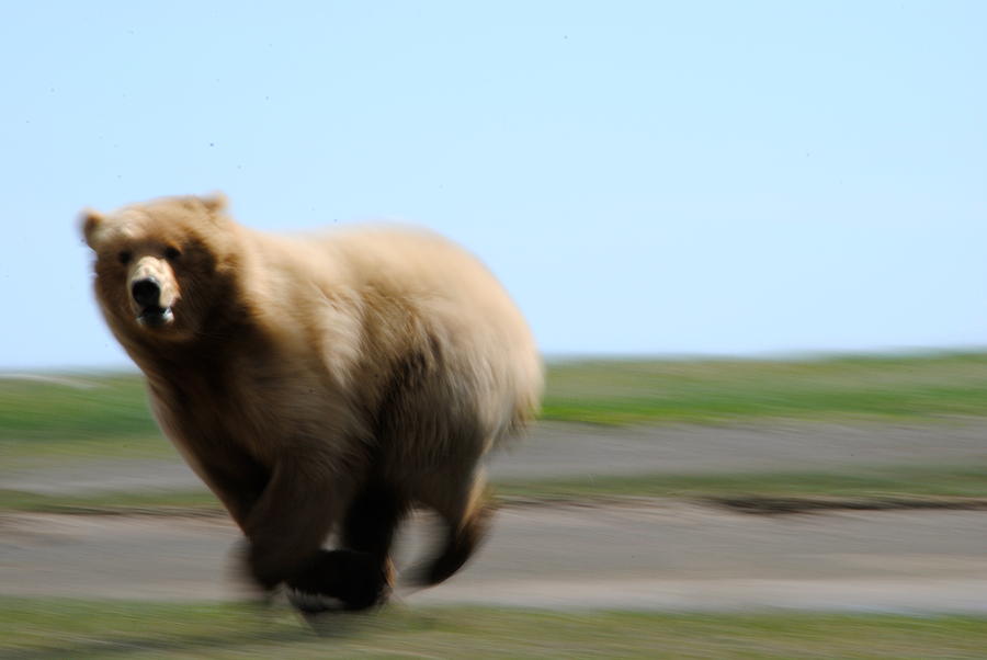 Running Bear Photograph by Five Dogs - Fine Art America