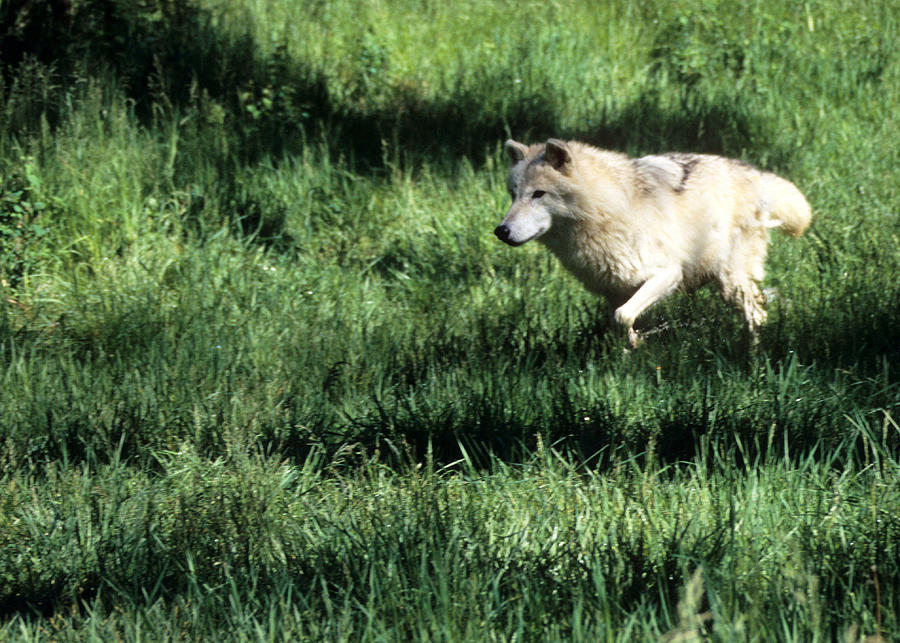 Running Gray Wolf Photograph by Larry Allan - Pixels