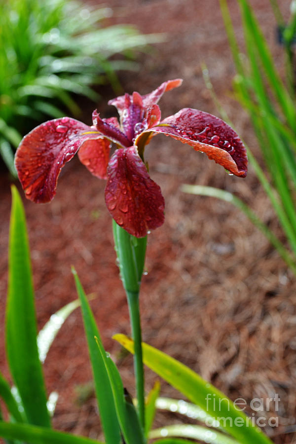 Rust Colored Beardless Iris Photograph by Eva Thomas | Fine Art America