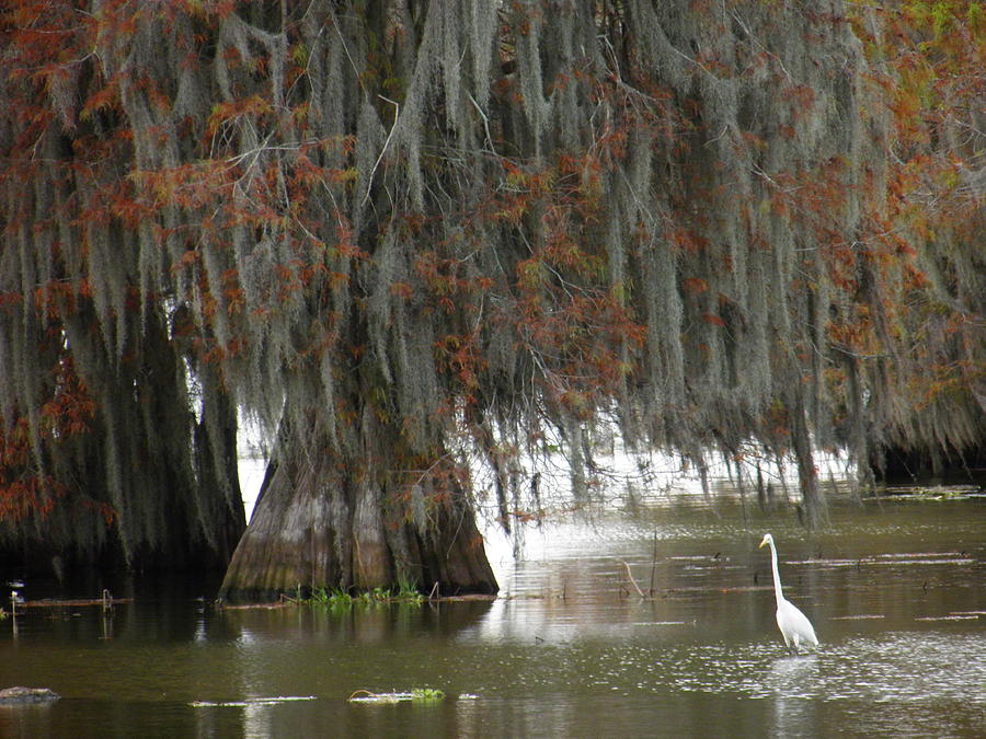 Rustic Cypress Trees Photograph by Larry Eddy - Fine Art America