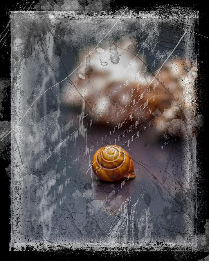 Rustic Shells Photograph by Gene Hilton | Fine Art America