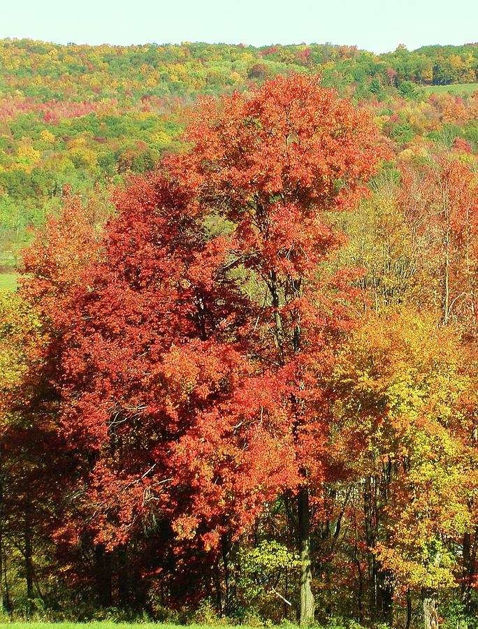 Rusty Tree Photograph by Cathy Sosnowski - Fine Art America