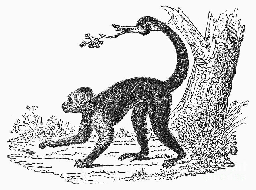 SAI Photograph by Granger - Pixels