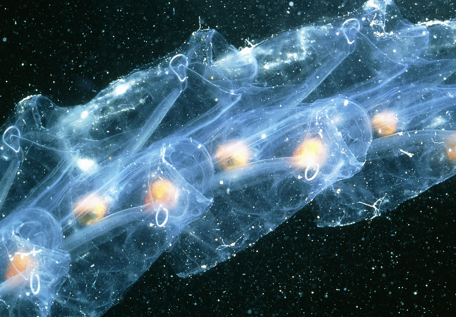 Salps Photograph by Sinclair Stammers - Fine Art America