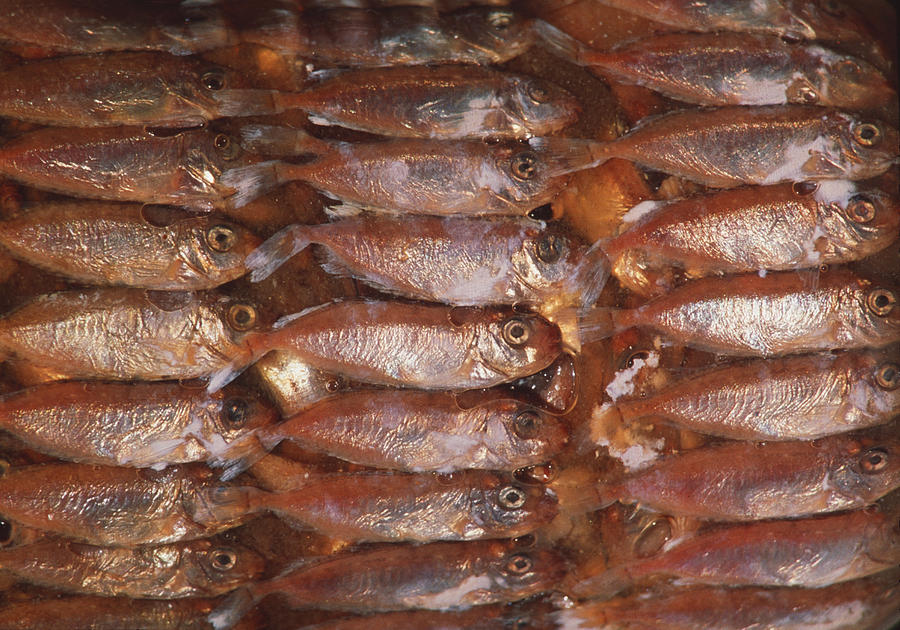 Salted Rabbitfish Photograph by David Nunuk - Fine Art America