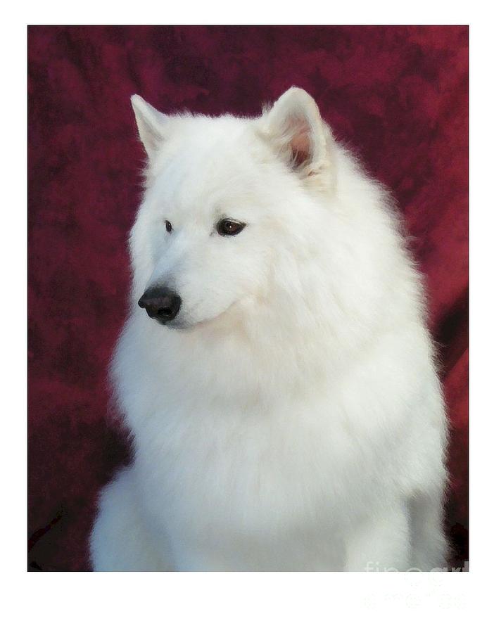 Samoyed 370 Digital Art by Larry Matthews - Fine Art America
