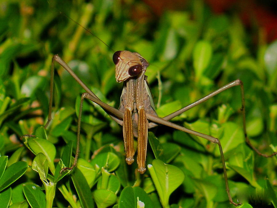 Samurai Mantis Photograph by Tracy Welker | Pixels