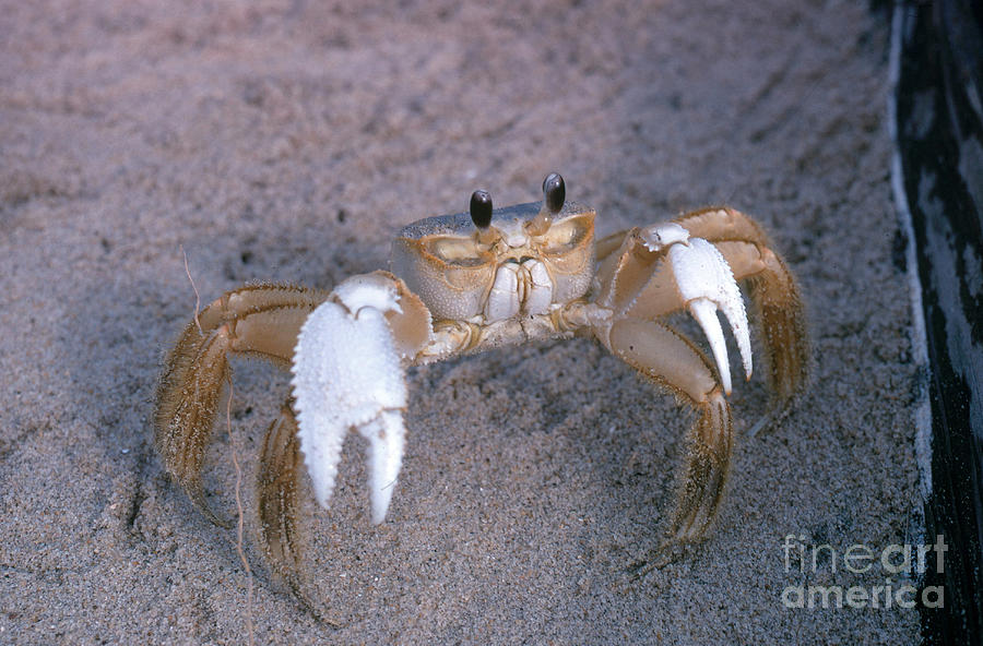 Sand Crab Photograph by Nature Source | Fine Art America