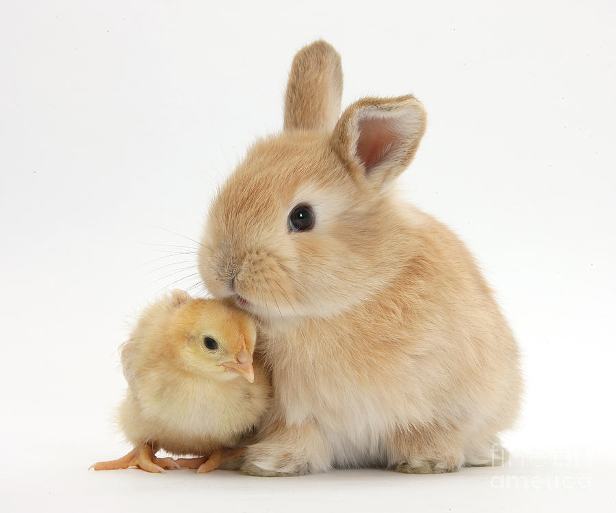 Sandy Rabbit And Yellow Bantam Chick Photograph by Mark Taylor - Fine ...