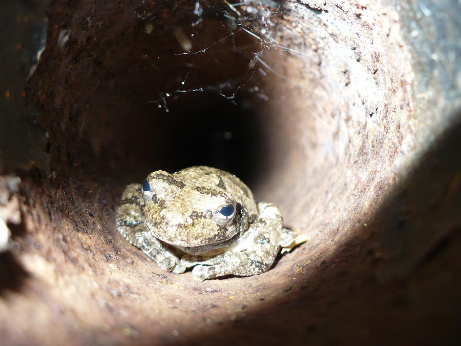 SC Tree Frog Photograph by Stella Schaefer - Fine Art America