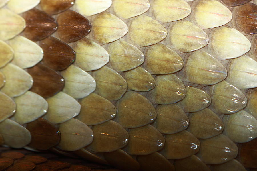 Scales Photograph by Paul Slebodnick - Fine Art America