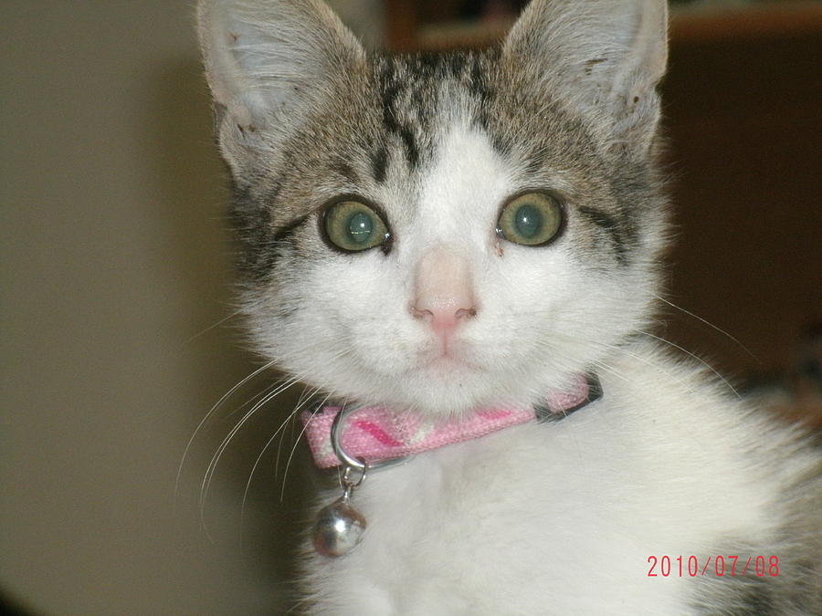 Scared Kitty Photograph by Michael Elliott - Fine Art America