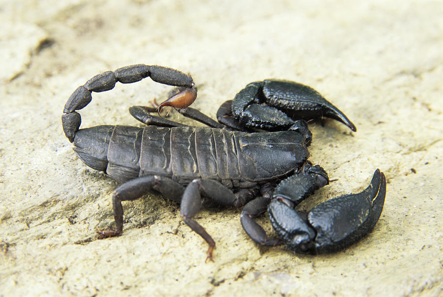 Scorpion by Science Photo Library