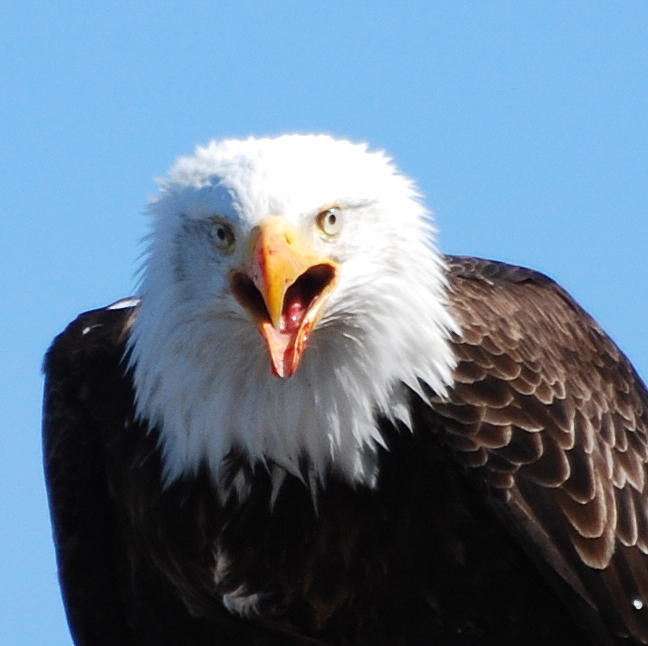 Screamin Eagle Photograph by Five Dogs