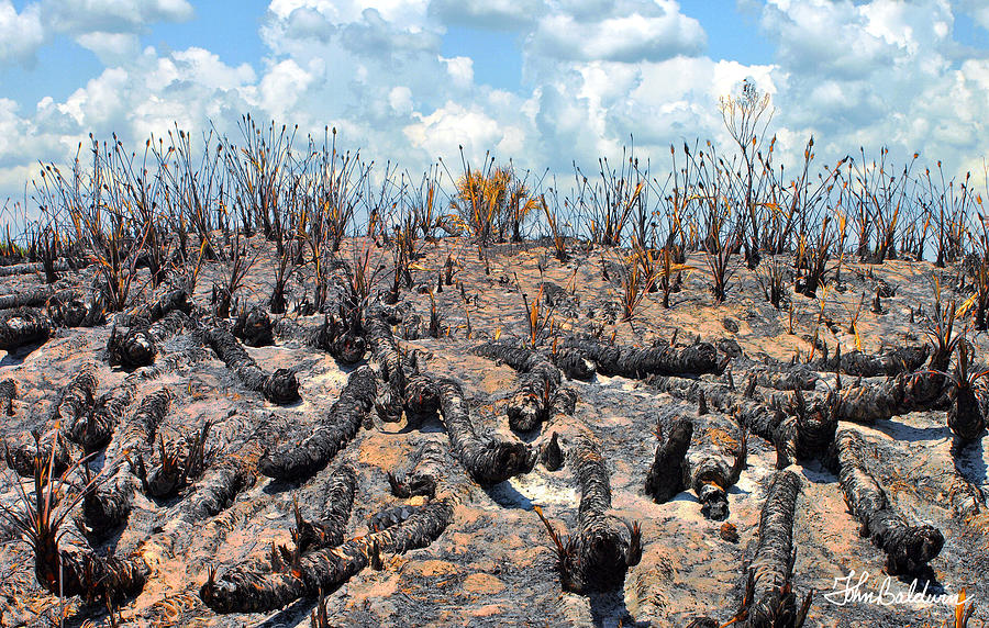 Scrub Burn Photograph by John Baldwin - Fine Art America