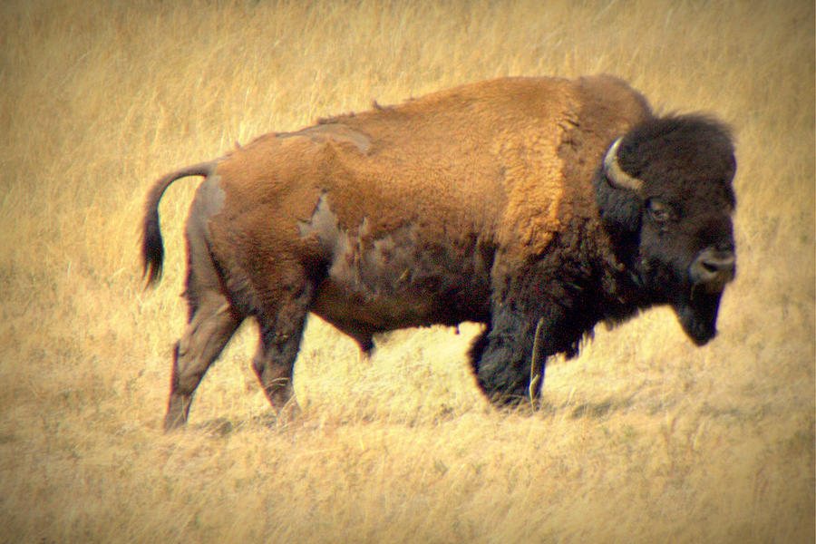 Scruffy Bison in Springtime Photograph by Tam Graff - Fine Art America