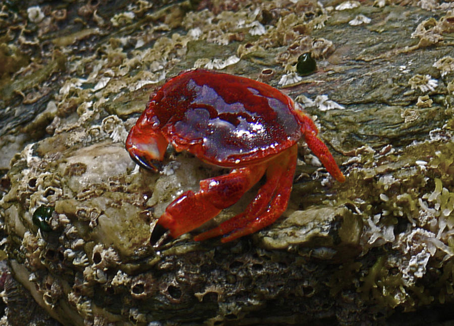 Scurrying Photograph by Sarah Fenn - Fine Art America