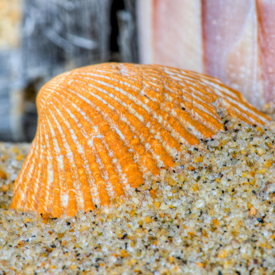 Sea Shell Photograph by Dave Hahn - Fine Art America
