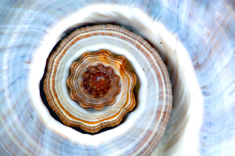 Sea Shell Photograph by Robert Cabrera - Fine Art America