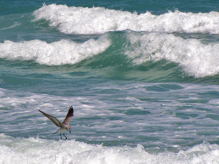 Seagull at Play Photograph by Mario Corazon - Fine Art America