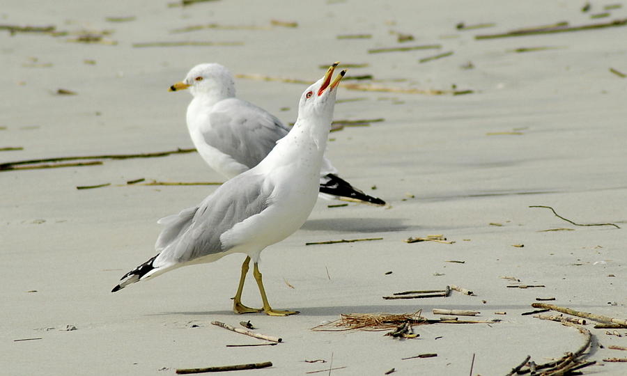 Seagulls Call Photograph by Kathy Gibbons - Fine Art America