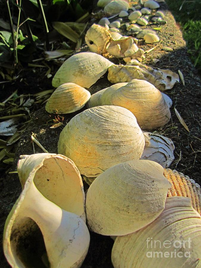 Seashell Collection 3 Photograph by Tracy Long | Fine Art America