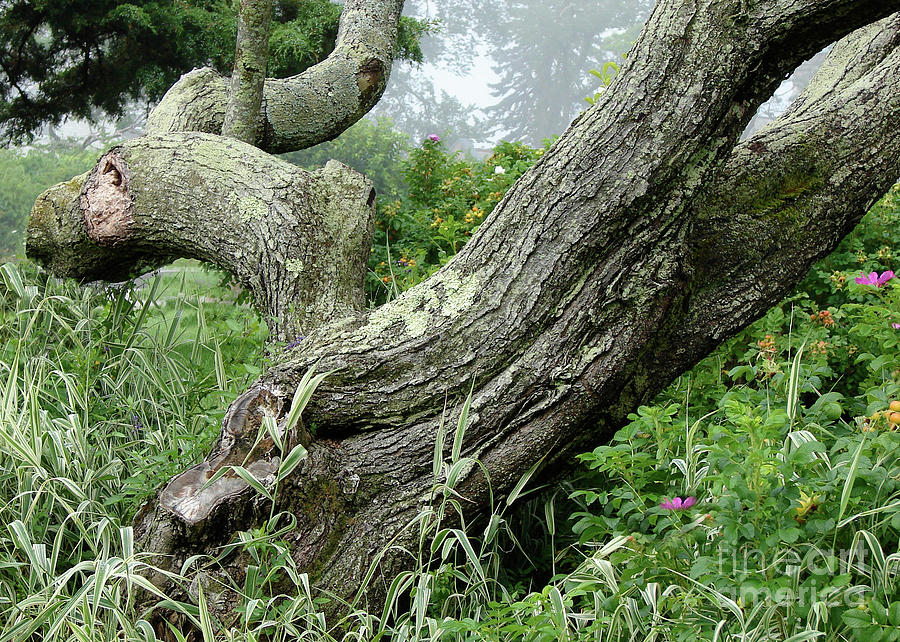 Seaside Tree Photograph by Beth Benjamin - Fine Art America