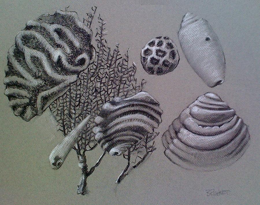 Seathings Drawing by Barbara Richert - Fine Art America