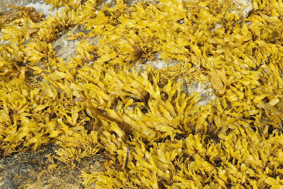 Seaweed by Science Photo Library