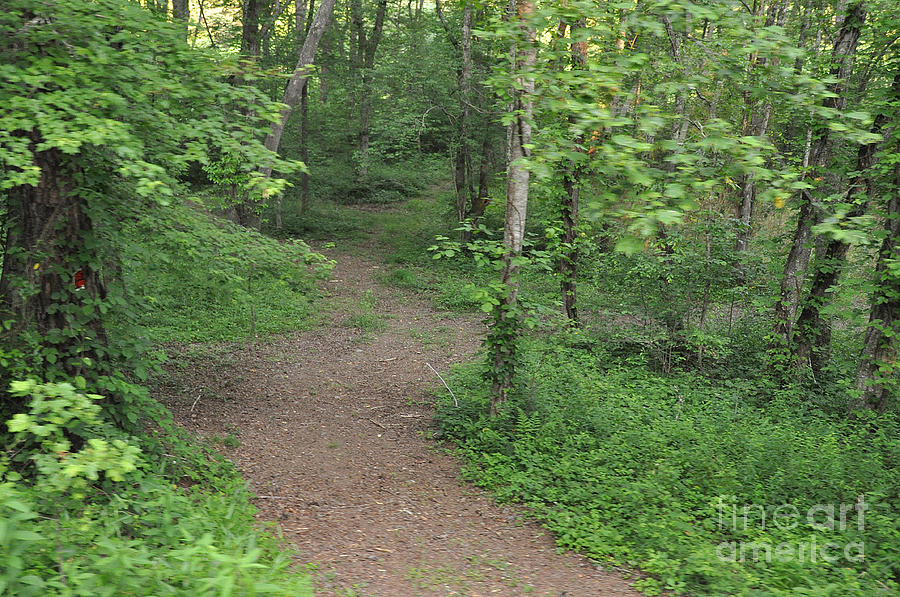 Secret Path Photograph by John Black - Fine Art America