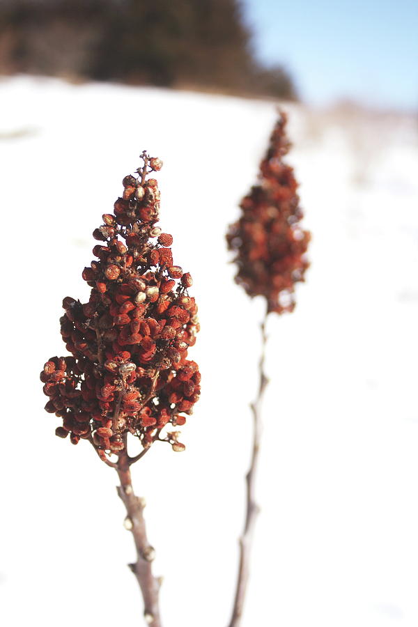 Seedy Photograph by Robert Sturgeon - Fine Art America