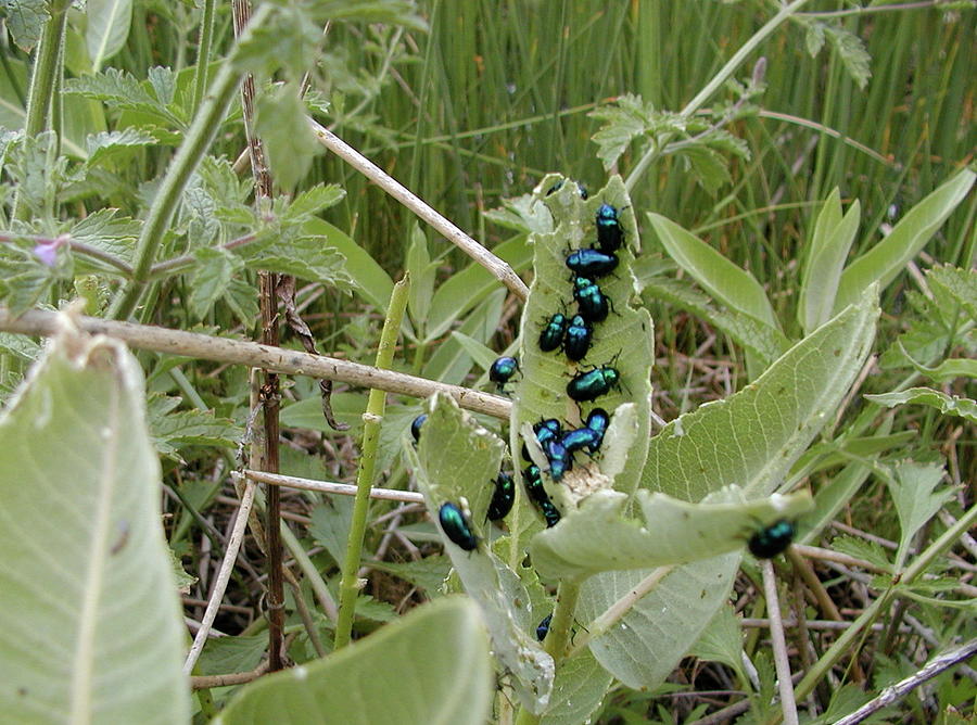Semi-Precious Bugs Photograph by William McCoy - Fine Art America