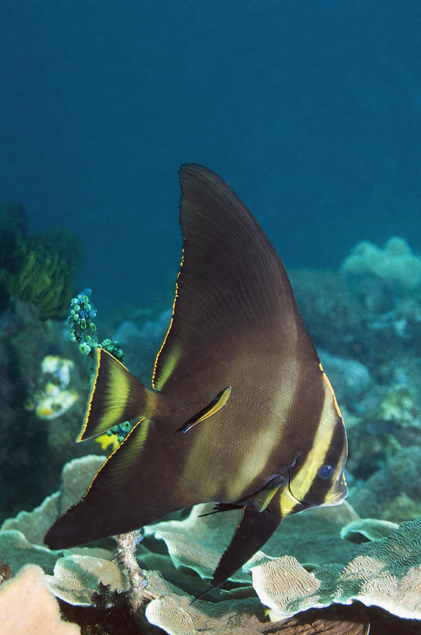 Shaded Batfish Photograph by Georgette Douwma - Fine Art America