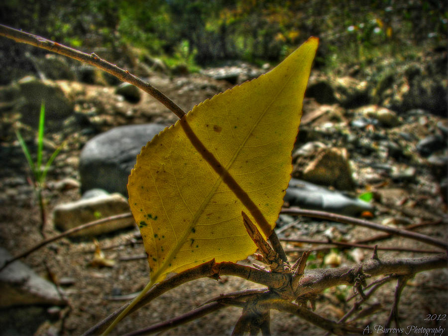 Shadow Splitting the Leaf Photograph by Aaron Burrows - Pixels