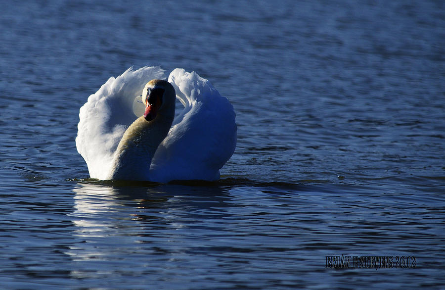 Shadow swan Photograph by Brian Stevens - Fine Art America