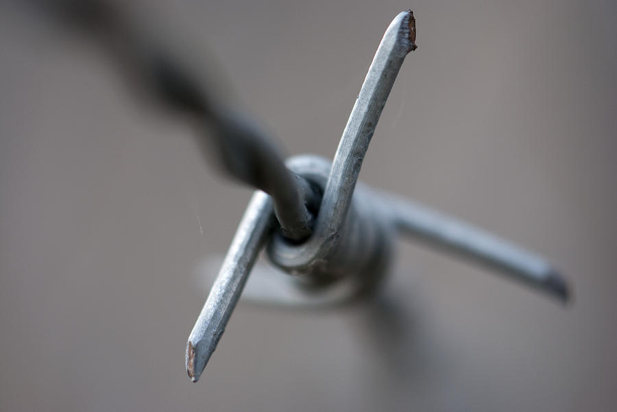 Sharp Barb Photograph by Craig Reinking - Pixels