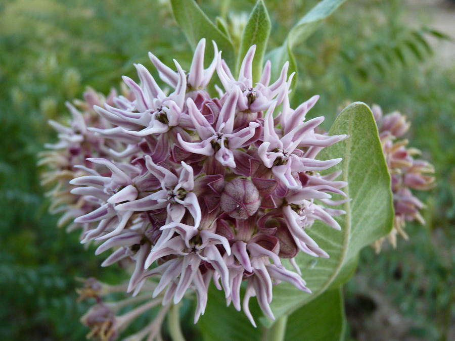 Sharp Bloom Photograph by Yedi Studio - Fine Art America