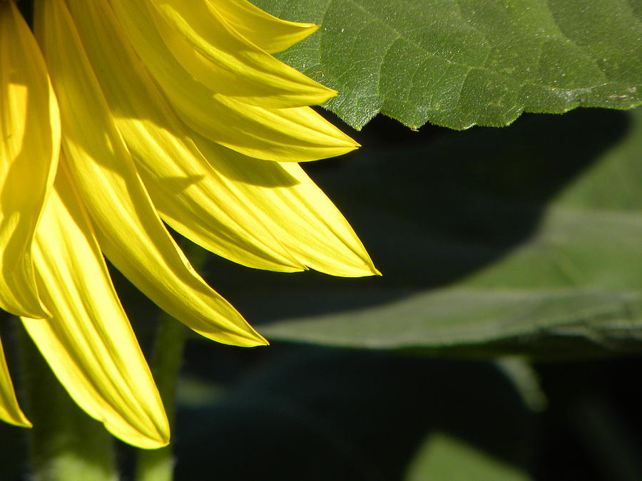 Sharp Shapes Photograph by Michael Snyder - Fine Art America
