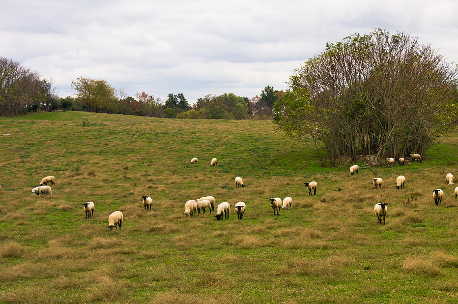 Sheep Field Photograph by Frank Burnside - Fine Art America