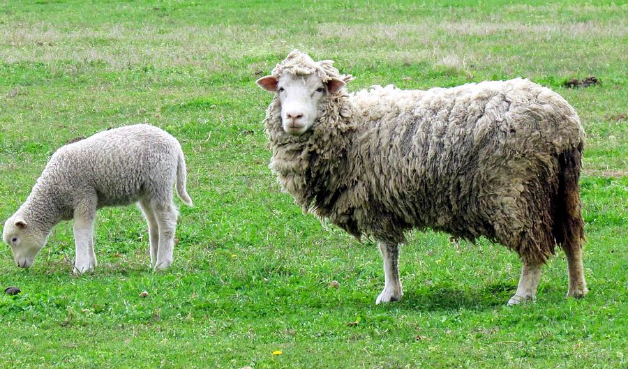 Sheep Photograph by Trish Clark | Pixels