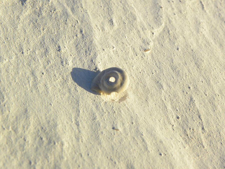 Shell - White Desert Photograph by Teresa Stewart | Fine Art America