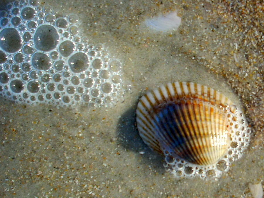 Shell Bubbles Photograph by Karla Ricker | Pixels