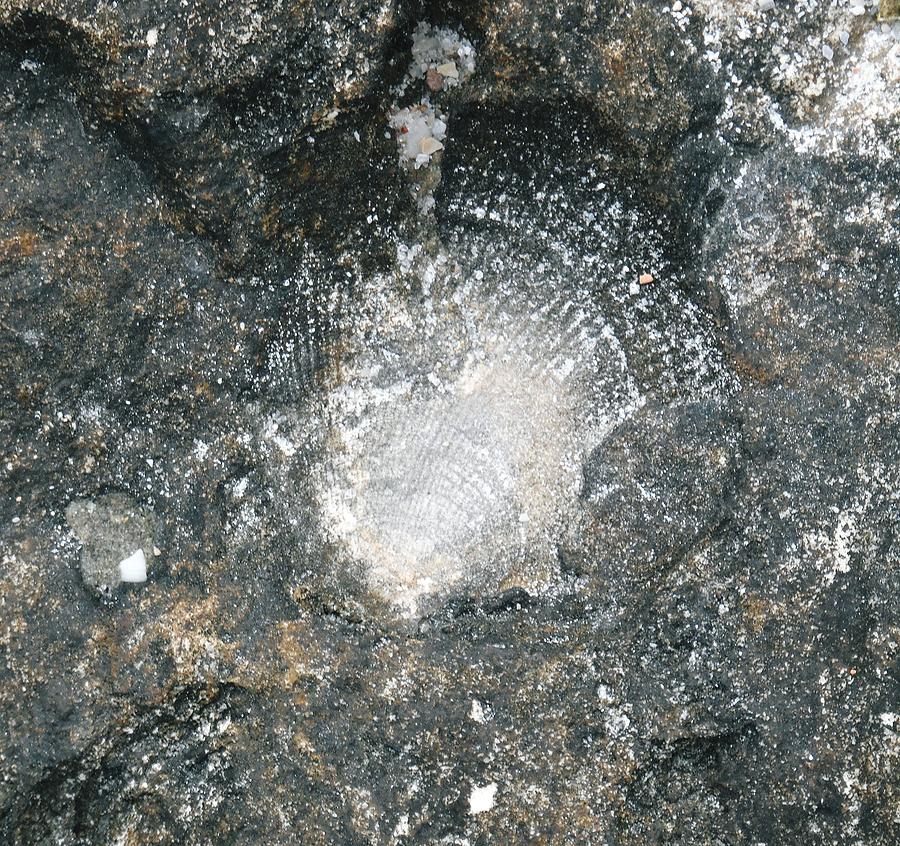 Shell Fossil Photograph by Natalie Vanasse - Fine Art America