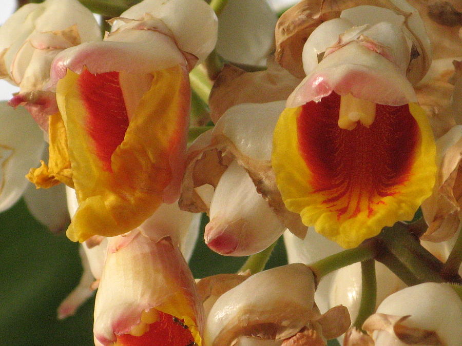 Shell Ginger Flowers Photograph by Alfred Ng | Fine Art America
