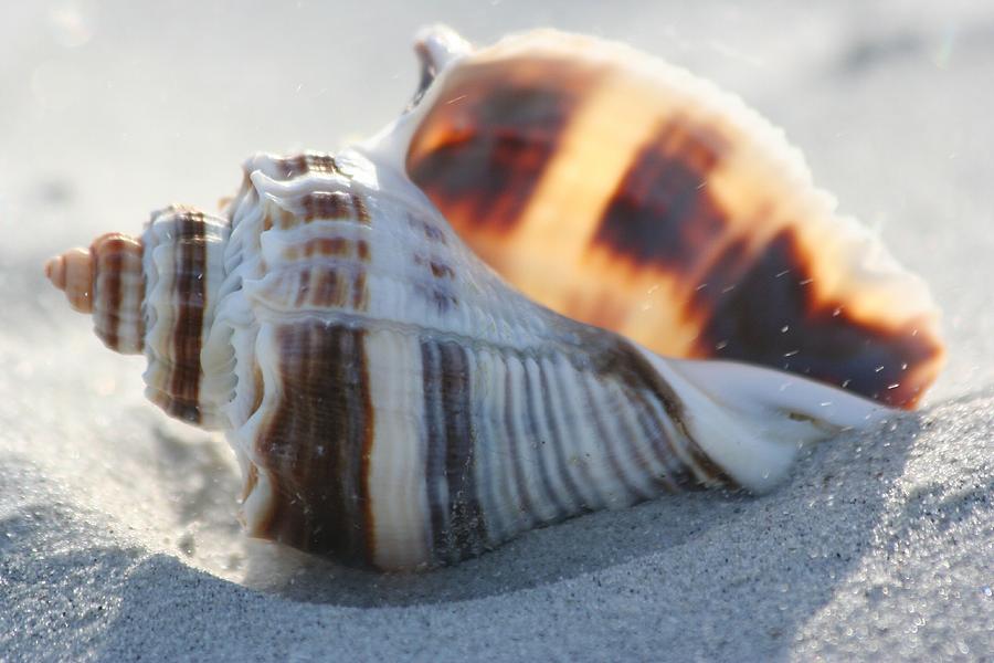 Shell Photograph by Melanie Beasley - Fine Art America