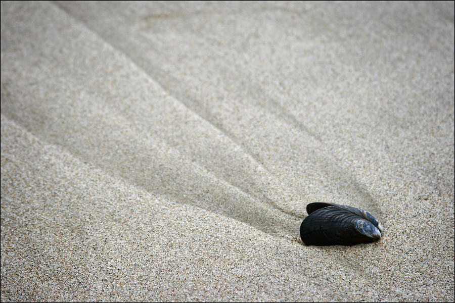 Shell Trail Photograph by Shane Rees - Fine Art America
