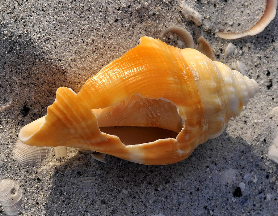 Shell work C Photograph by David Lee Thompson - Fine Art America