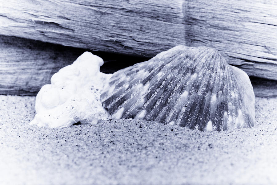 Shells Photograph by Dave Hahn - Fine Art America