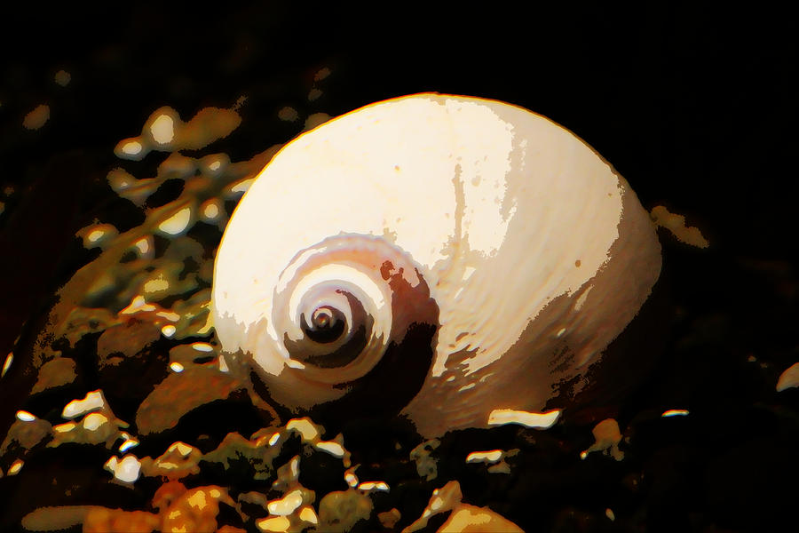 Shells Digital Art by Krystal Chasez - Fine Art America